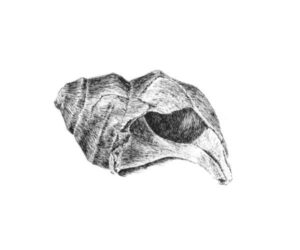 The Fundamentals of Ink Drawing: Mastering the Art of Line and Shade ...
